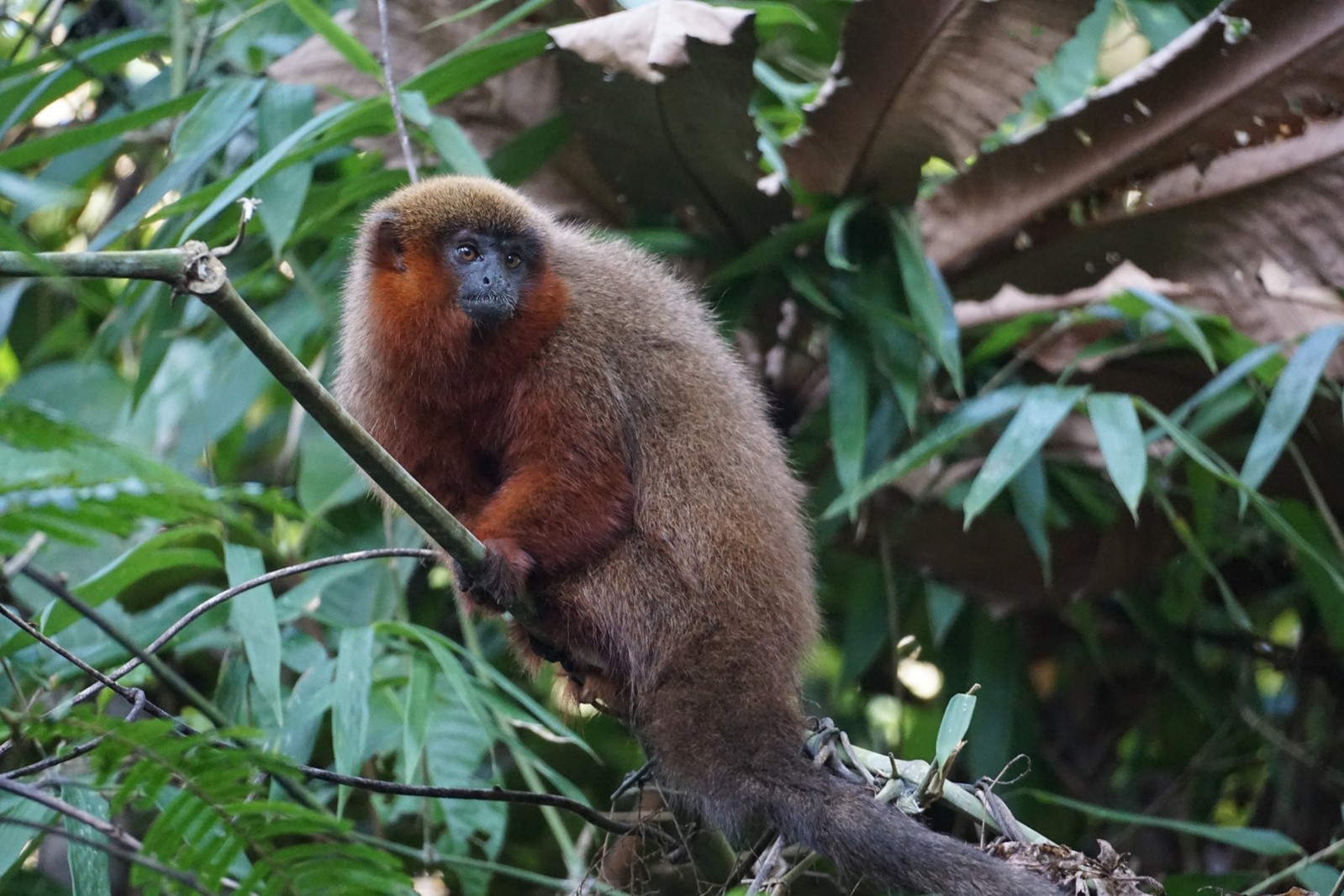 Field update from the Tambopata Reserve, Peru – Doctoral Studies at ...